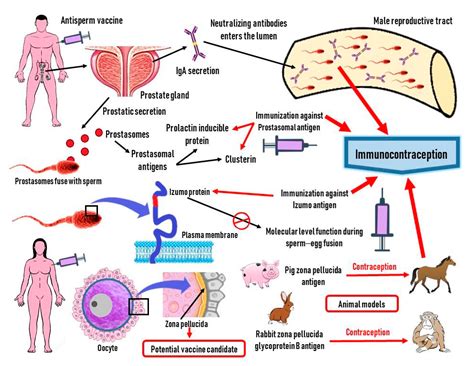 Role Of Antisperm Antibodies In Infertility Pregnancy And Potential