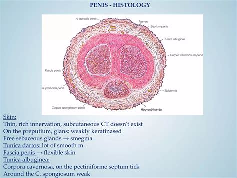 Morphology And Histology Of The Penis2019edldpdf