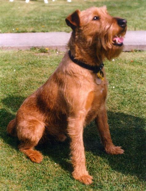 48 Best Images About Irish Terrier On Pinterest Terrier Puppies