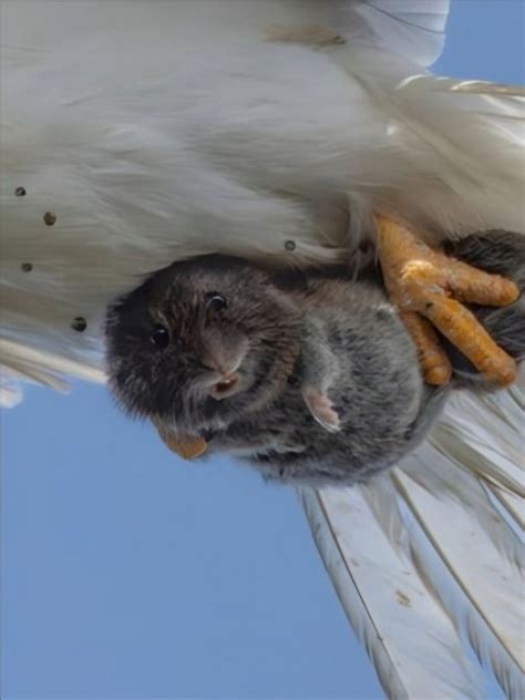 현재 해외에서 화제가 되고 있다는 한 사진작가가 찍은 사진 엽기자랑 와이고수