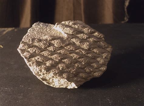 Lepidodendron Member Collections The Fossil Forum