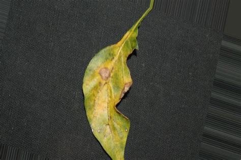 Disease Detection Object Detection Dataset By New