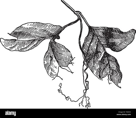 Tendrils Stock Vector Images Alamy