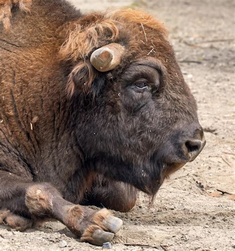 Premium Photo Wild Bison Head On Vacation