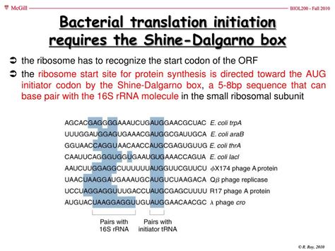 Ppt Alternative Splicing Controls Sex Determination In Drosophila