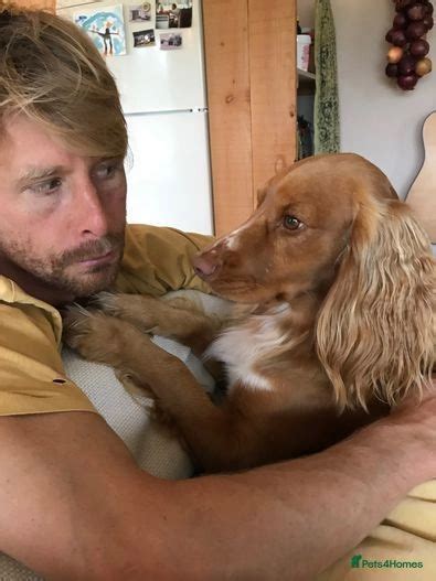 Rusty The Gorgeous Cockapoo Stud For Stud In Penzance Pets4homes