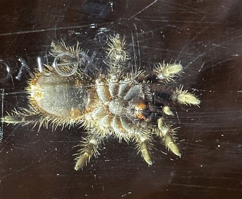 Sex Of Chaco Golden Knee Rspiders