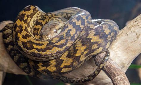 Amethystine Python Imp World