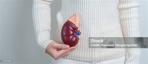 해부학적 인간 신장 부신 모델을 들고 있는 여성 비뇨기계 및 결석의 질병 암 세계 신장의 날 만성 신장 및 장기 기증자의 날 개념 3월에 대한 스톡 사진 및 기타 이미지