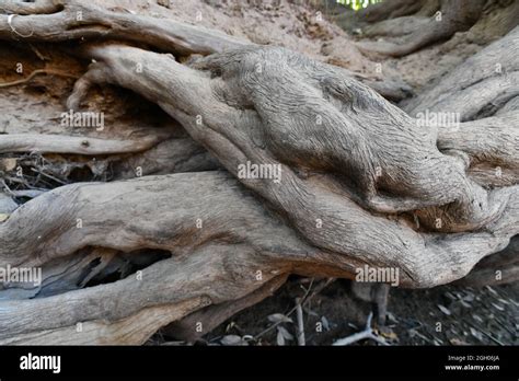 Colossal Tree Roots Seen Growing Sideways Along McKinlay River Creek Bed In The Northern
