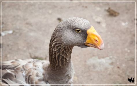 How To Tell If Your Goose Is Sick Learnpoultry