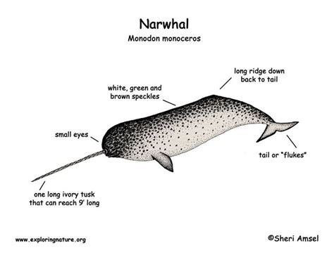 Species Description Help Save The Narwhals