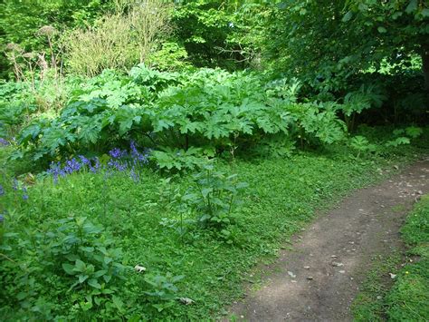 The Stem And Leaf Stalks Of Gianthogweed Contain Sap That Is Released By Handling Cutting Or