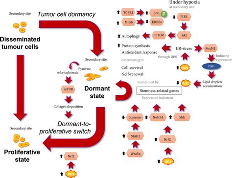 Intracellular Ros Sources And Redox Signalling In Disseminated Dormant Download Scientific