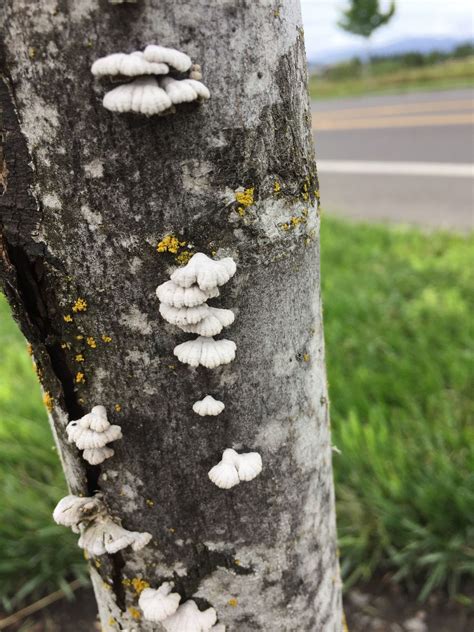 Sunburn And Sunscald Forest Pathology