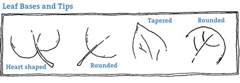 Leaf Bases And Tips Eunit