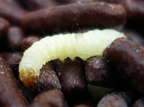 The Indian Meal Moth A Homeowners Guide
