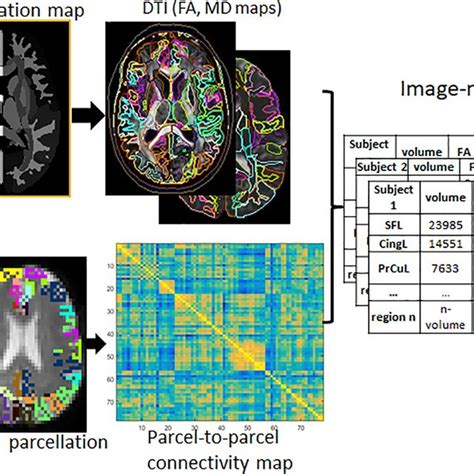 Schematic Representation Of The Automated Image Parcellation Using