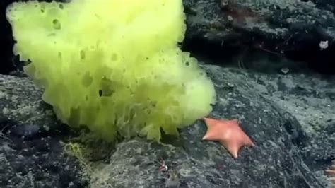 Scuba Diver Finds ‘real Life Spongebob And Patrick Hanging Out In The Ocean