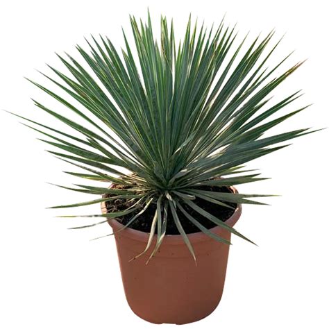 Juka Rostrata 50 Cm Leroy Merlin