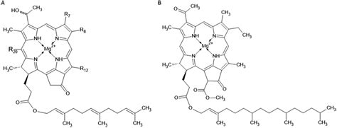 Chemical Structure Of The Chlorobial Bacteriochlorophylls Panel A