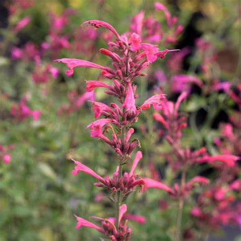 Agastache