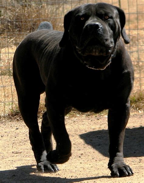 The Boerboel Black Beauty