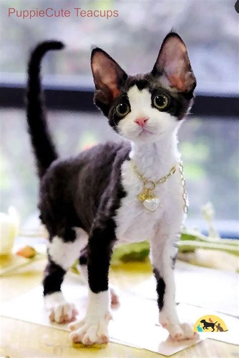 Devon Rex Cats Curly White Cats Devon Rex Cats Aesthetic Cat