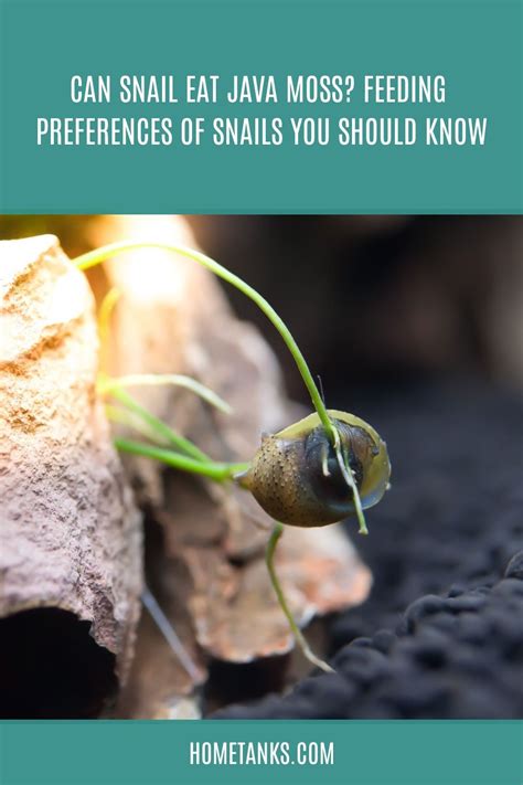 Can Snail Eat Java Moss Feeding Preferences Of Snails You Should Know