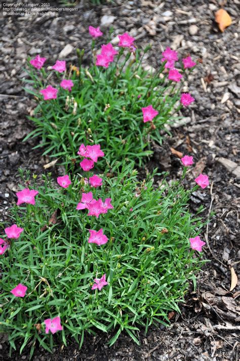 Low Growing Perennial Ground Cover