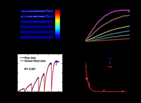 Experimental Results From The Yoyo 1 Dna Binding Measurements A Download Scientific Diagram