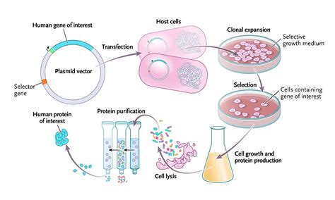 Recombinant Human Protein A Protein That Is Made With The Aid Of An Expression Vector