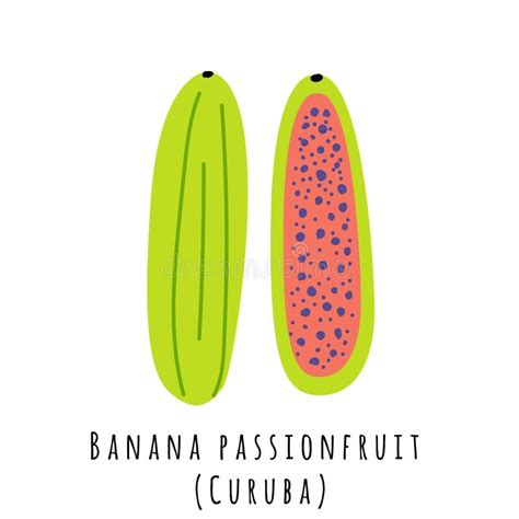 Passion Fruit Illustration Icon Logo Stock Illustrations 419 Passion