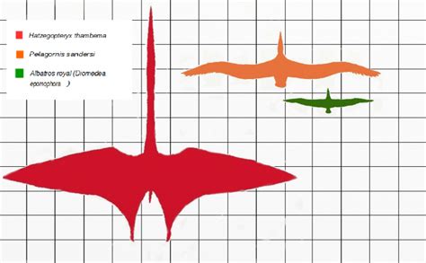 Hatzegopteryx Paleontology World