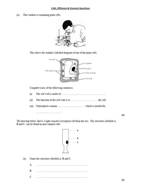 Cells Diffusion And Osmosis Questions Pdf