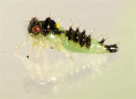Entylia Carinata Treehopper Bug Life Cycles