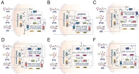 Figure S8 Detailed Genetic Circuit Designs And Plasmid Maps Of Download Scientific Diagram