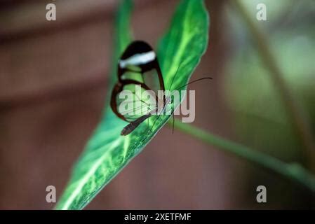 Glasswing Butterfly Spirogyra Butterfly Garden San Jose Costa Rica