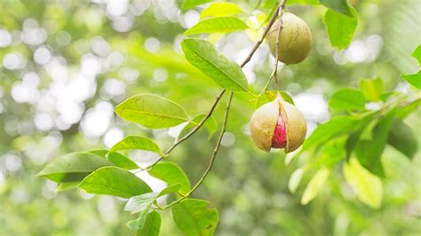 How To Grow A Nutmeg Tree Expert Tips From Horticulturists Homes