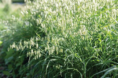 Greater Quaking Grass Ornamental Grass Seed Seedsday