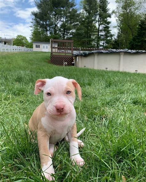 با سگ پیت بول معروفی که از نوزادی تا به حال روی شانه صاحبش میخوابد آشنا شوید