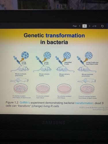 Genetics Chp 1 Flashcards Quizlet