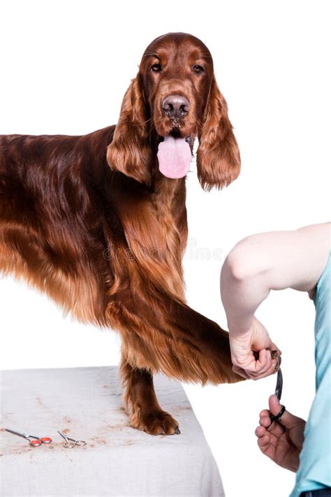 How Do You Groom An Irish Setter