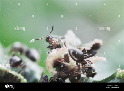 Macro Photo Of An Ant Standing On A Plant Stock Photo Alamy