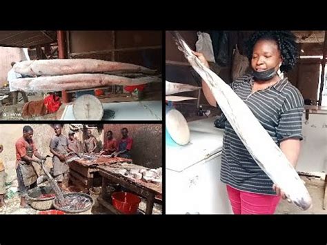 This Is Eja Osan Fish Called Asa Fish Let Go And Get Big Asa Fish