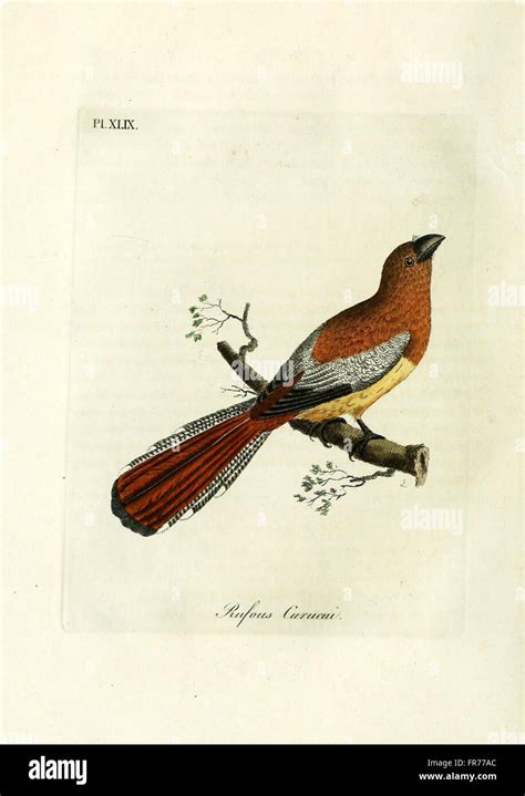 This Work Provides An Extensive Overview Of Bird Species Their