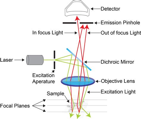 Confocal Microscopes Institute For Molecular Bioscience University Of Queensland