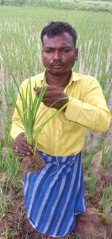 Mukesh Kumar Maurya On Linkedin Plot Visit Paddy Plant Efficiency Of Zinc I Recommended Uttam
