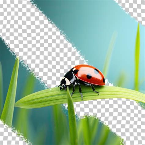 Premium Psd Bug On Grass