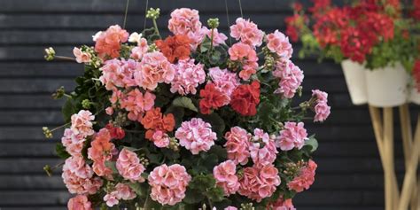 Quick Guide How To Take Geranium Cuttings For Propagation The Arches